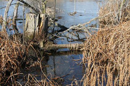 Michigan Wetlands