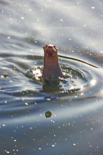 The River Otters of Fishtown oct 2 09